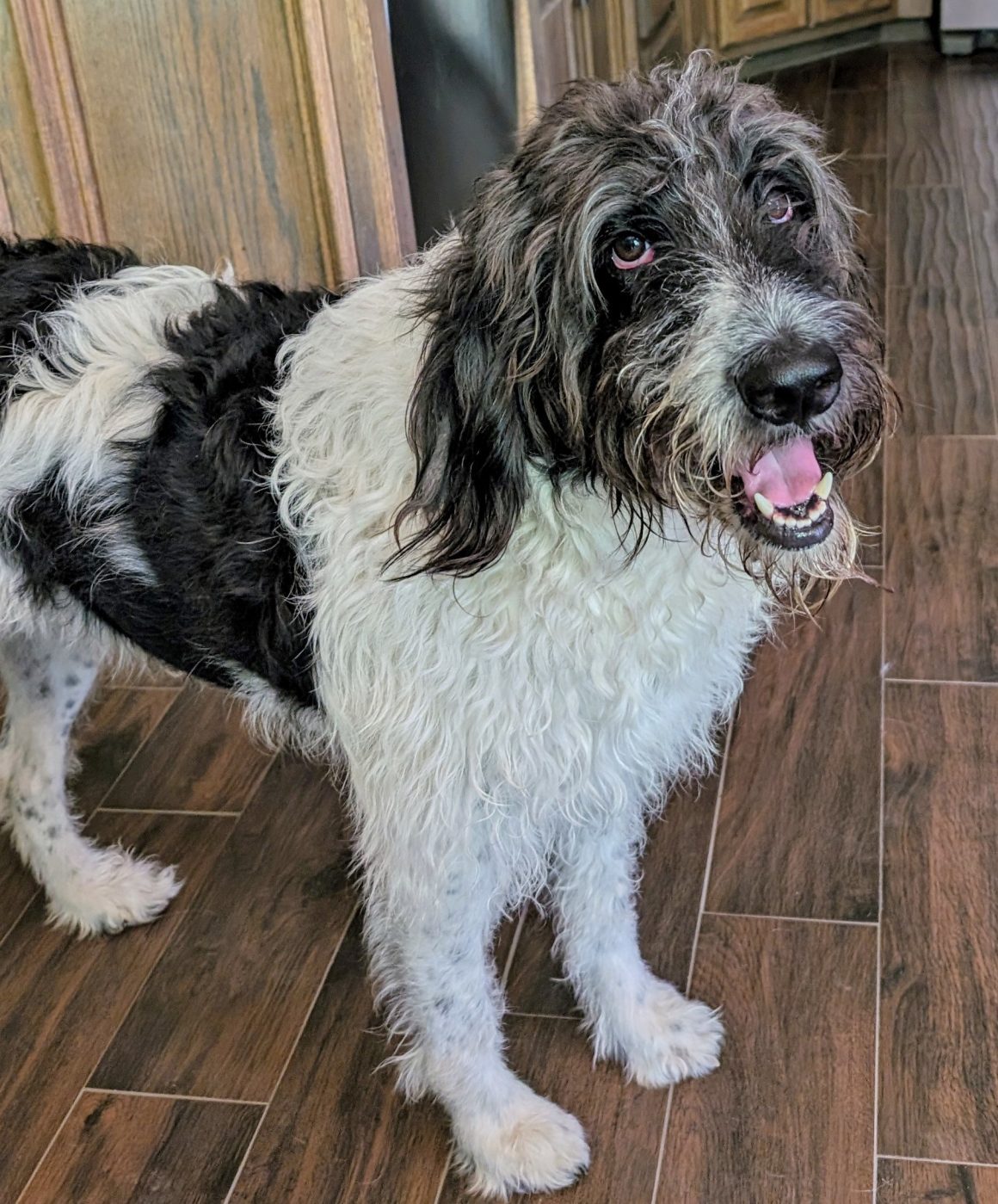 Bark-Worthy Careers: Express Dogs Show Off Their Skills - The Express Blog