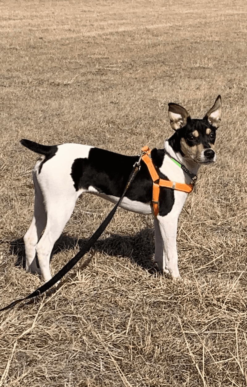 Bark-Worthy Careers: Express Dogs Show Off Their Skills - The Express Blog