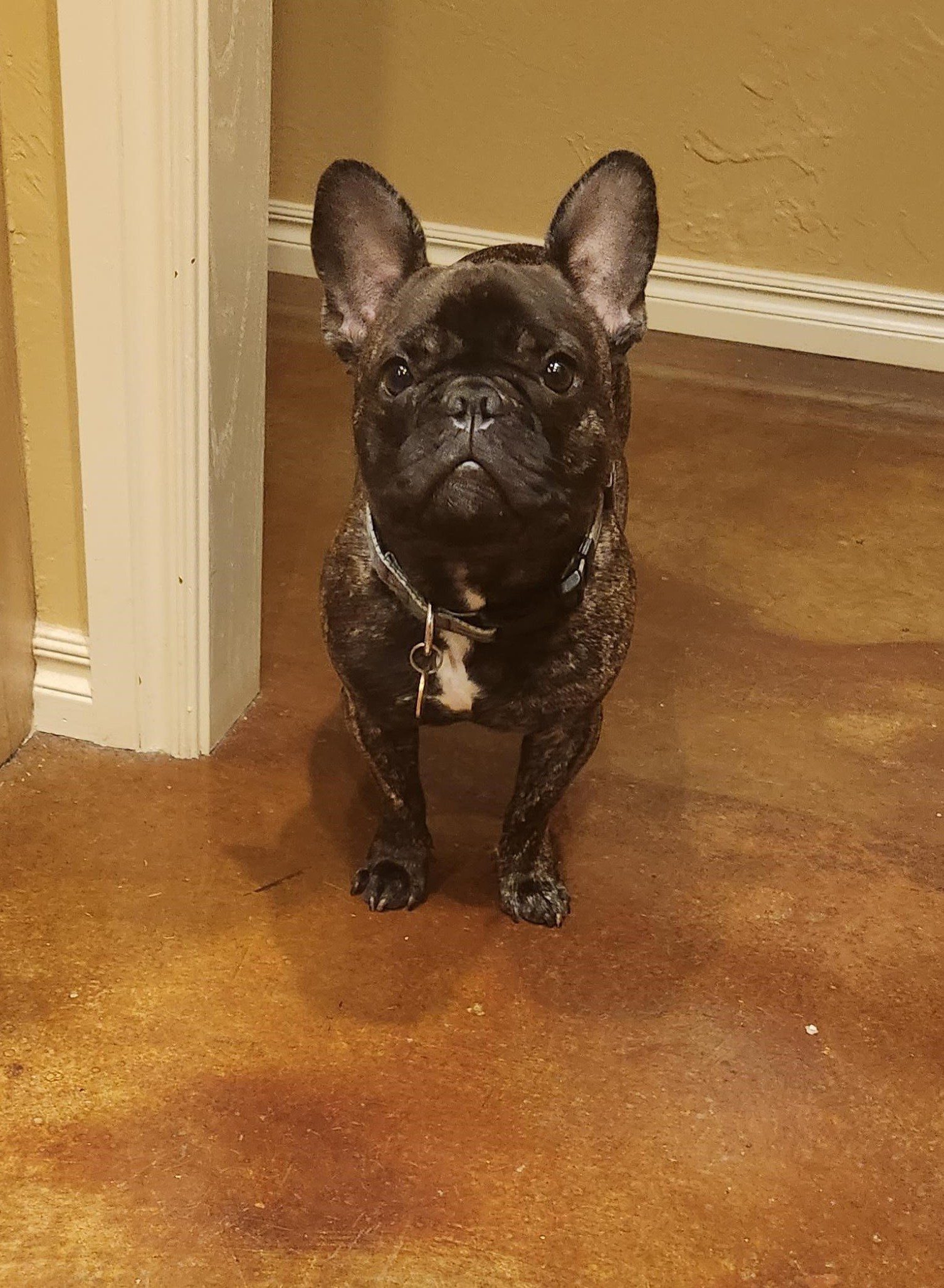 Bark-Worthy Careers: Express Dogs Show Off Their Skills - The Express Blog