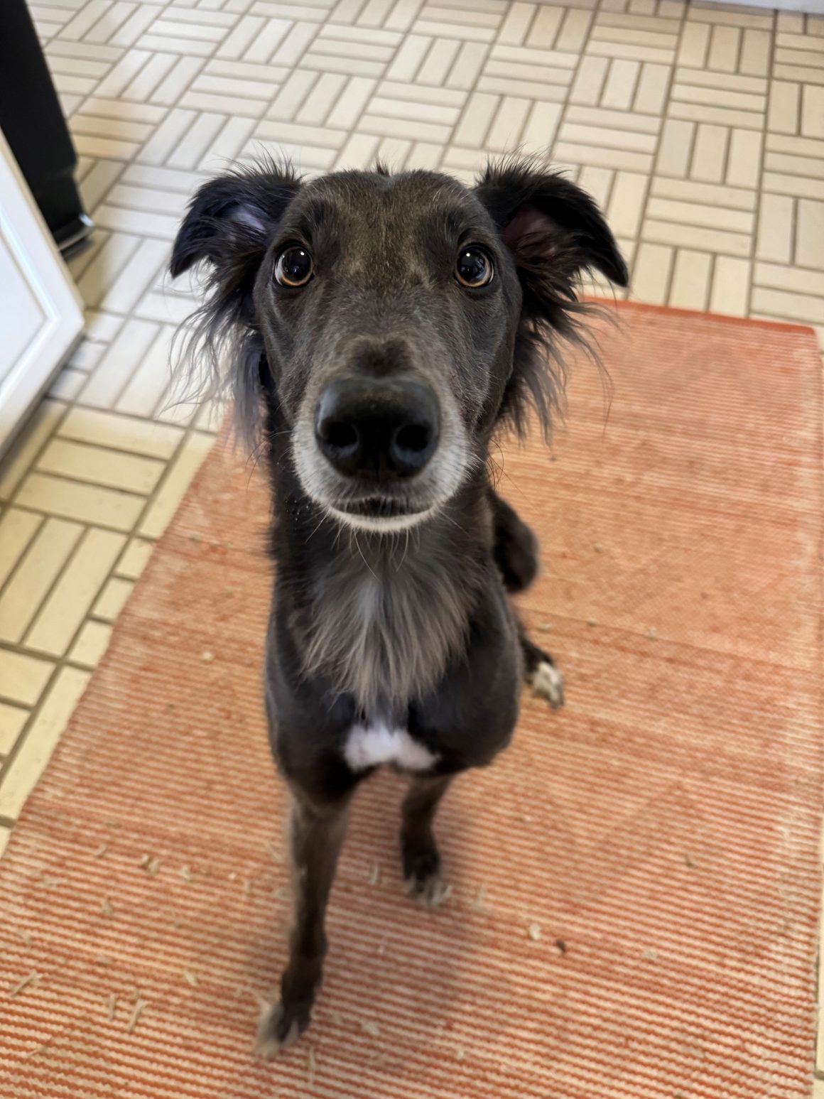 Bark-Worthy Careers: Express Dogs Show Off Their Skills - The Express Blog