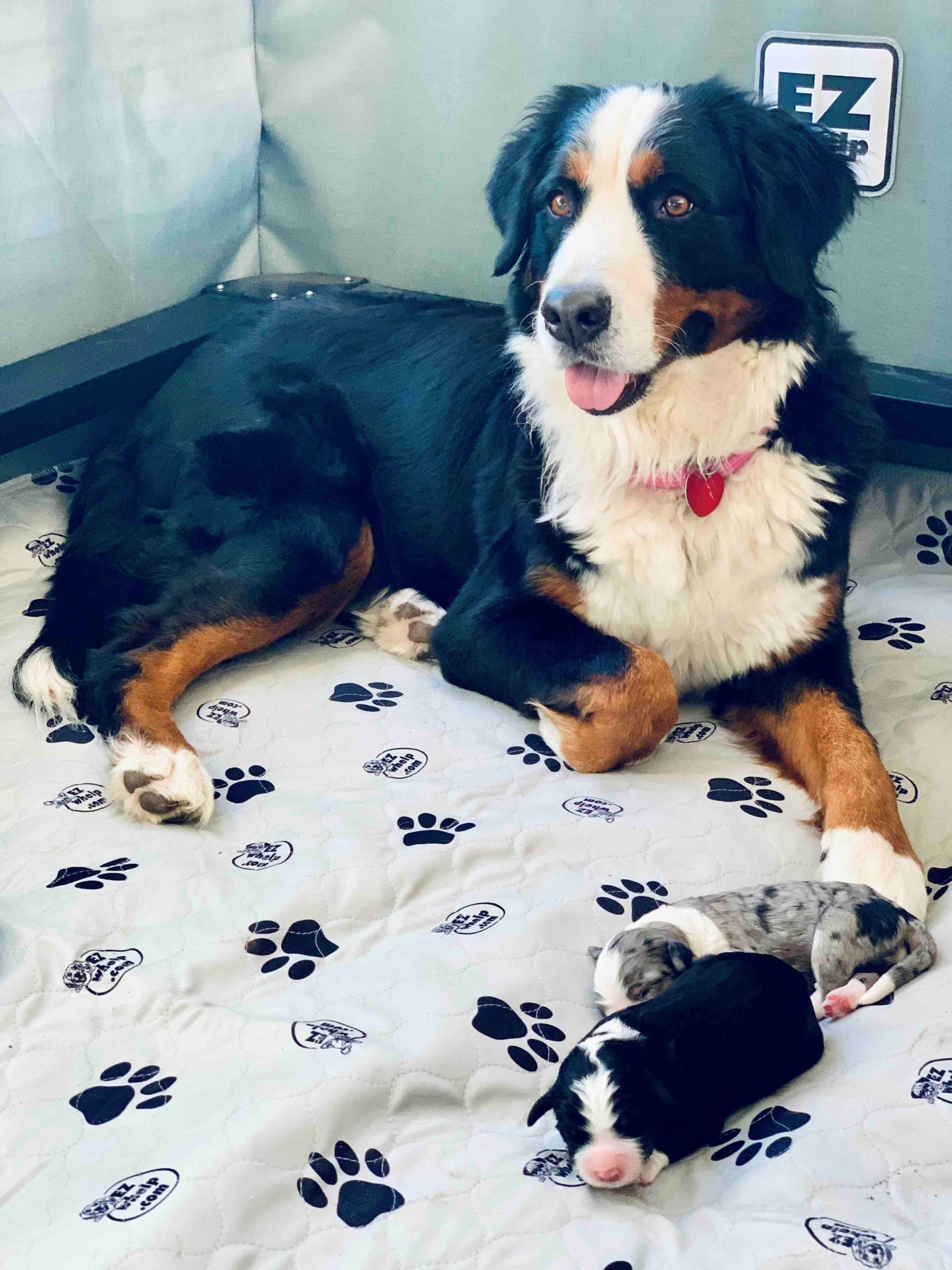 Bark-Worthy Careers: Express Dogs Show Off Their Skills - The Express Blog