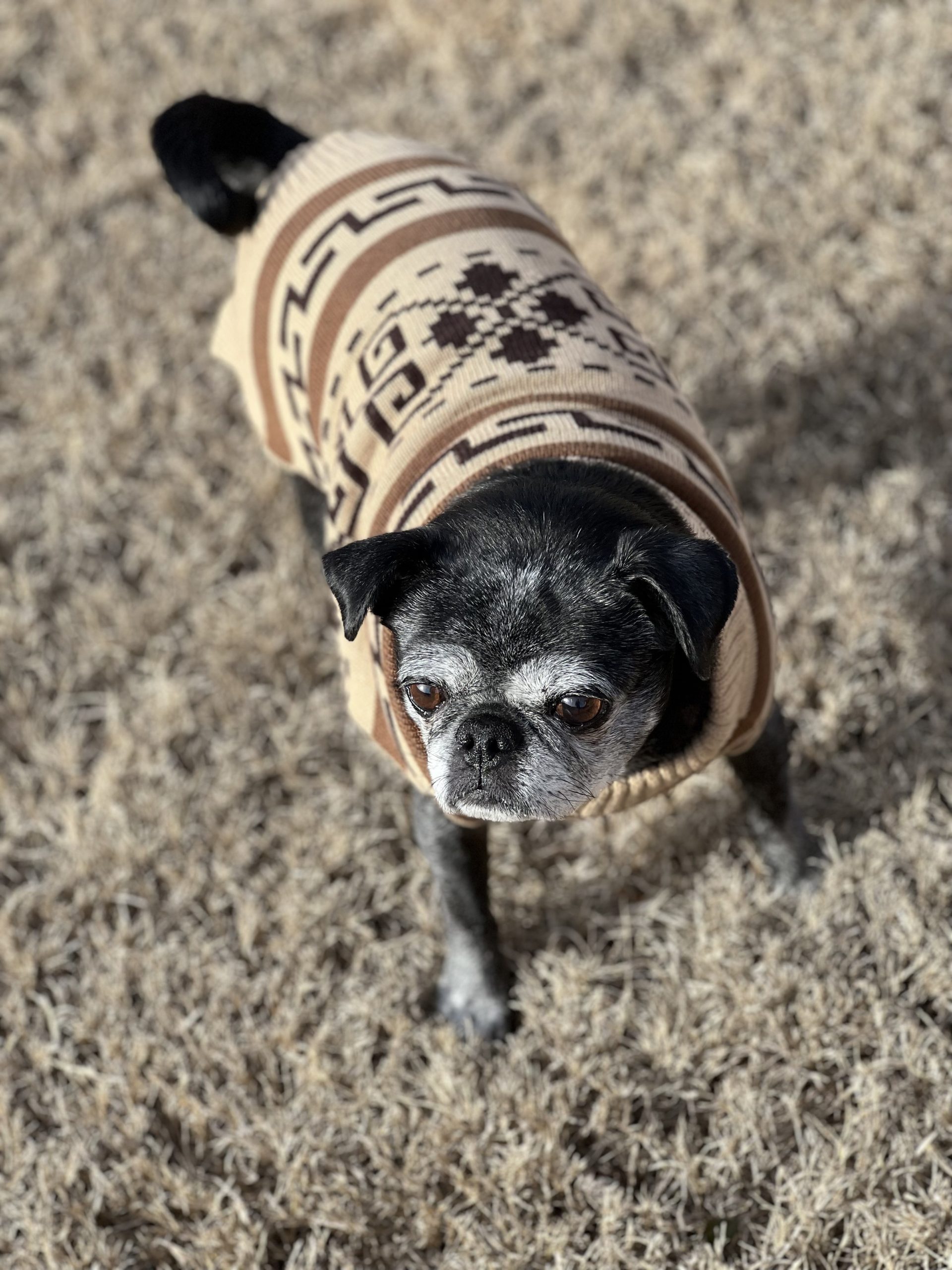 Bark-Worthy Careers: Express Dogs Show Off Their Skills - The Express Blog