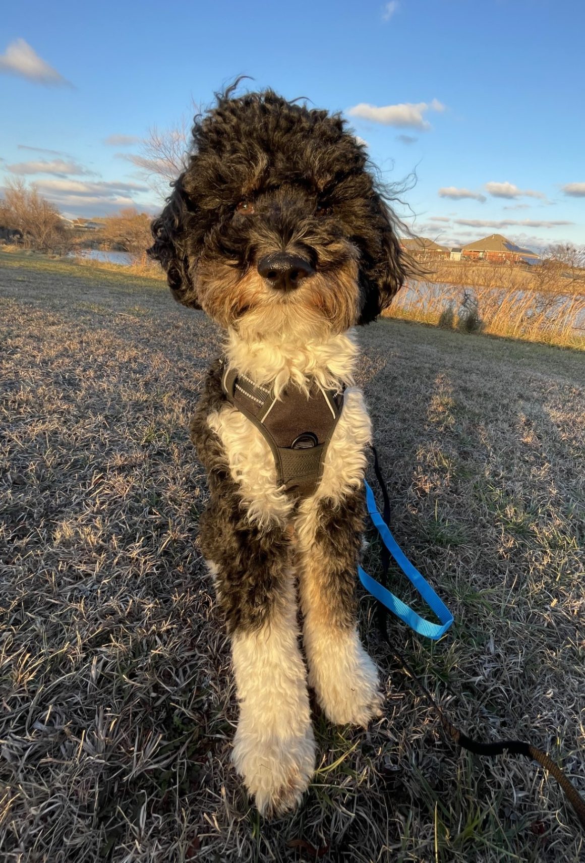 Bark-Worthy Careers: Express Dogs Show Off Their Skills - The Express Blog